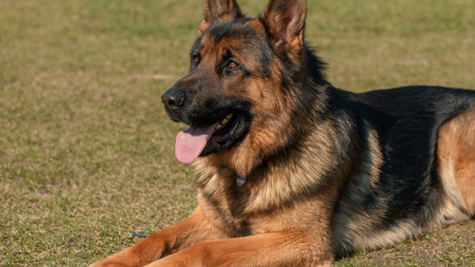 Comprehensive Guide to Shepherd Dog Breeds: Traits and Types - Satamatkaa