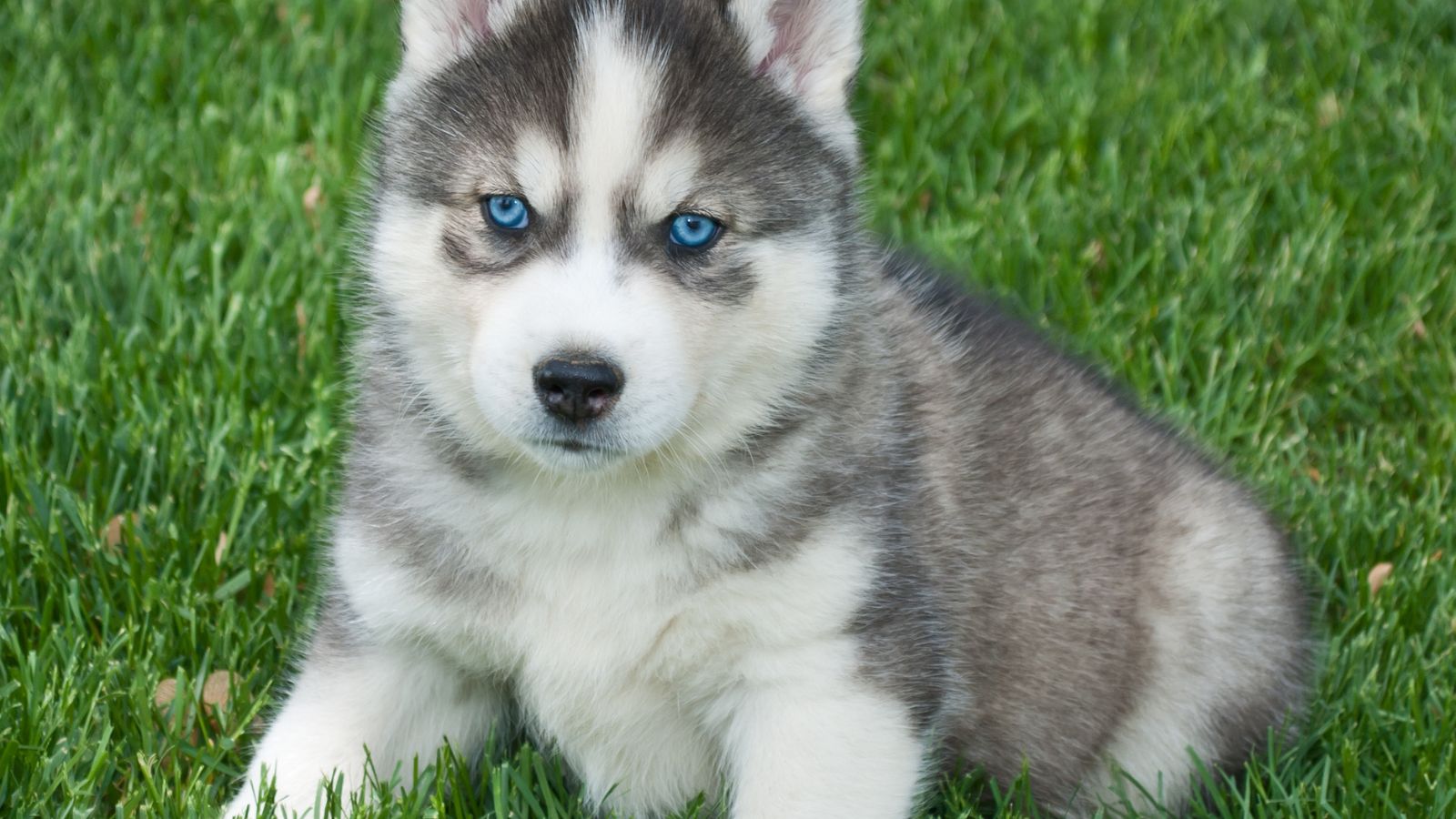 Complete Guide to Blue-Eyed Dog Breeds: Genetics, Care, and Health Tips ...