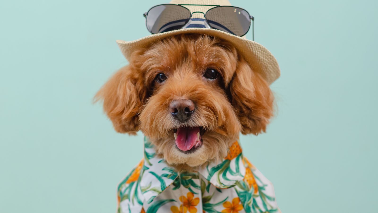 Furry Friends: Dog Breeds, Traits, Care Tips & Health Considerations ...